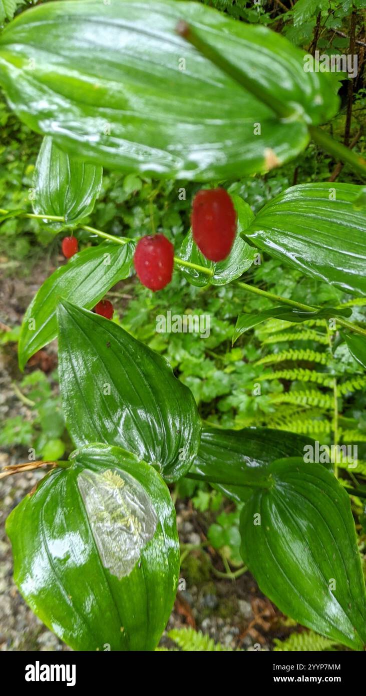 white twisted-stalk (Streptopus amplexifolius Stock Photo - Alamy