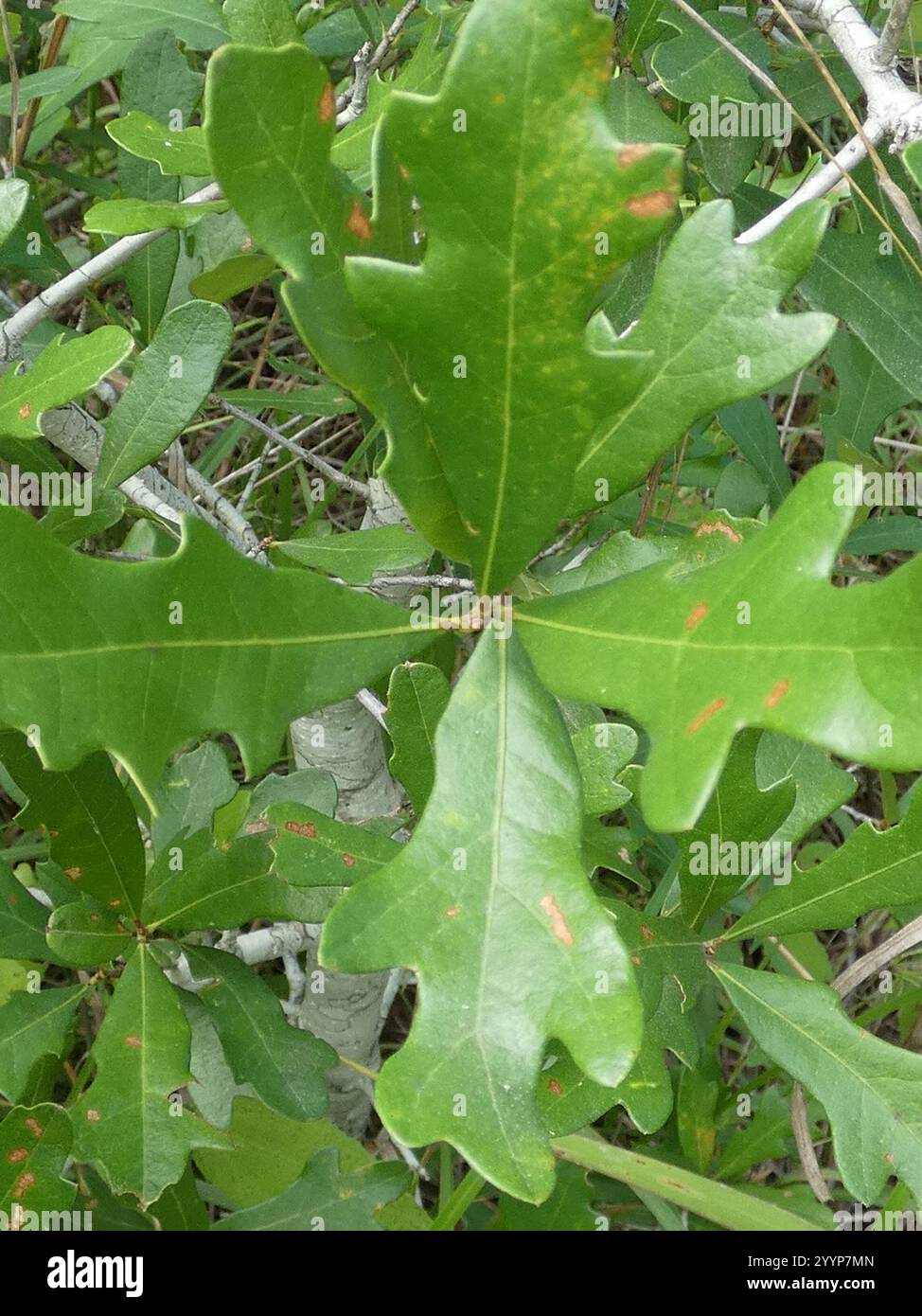 sand post oak (Quercus margaretiae Stock Photo - Alamy