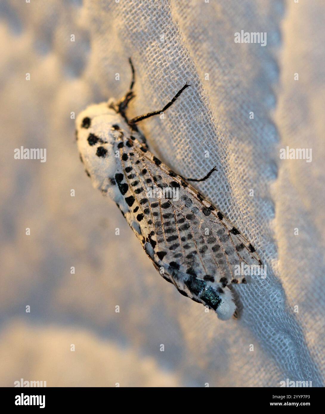 Wood Leopard Moth (Zeuzera pyrina Stock Photo - Alamy