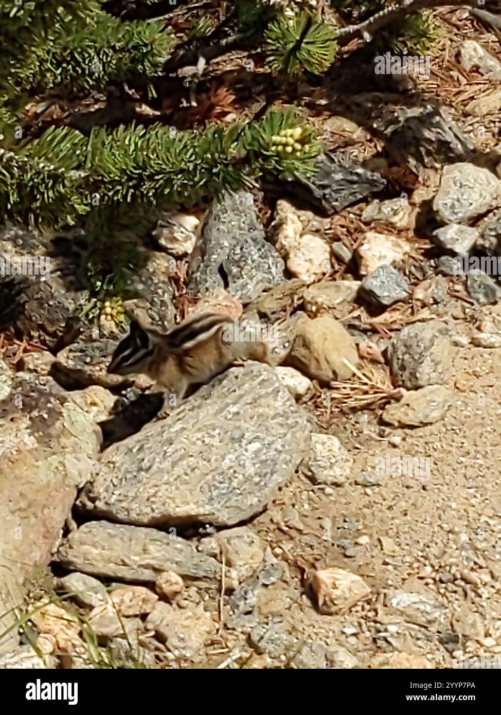 Least Chipmunk (Neotamias minimus Stock Photo - Alamy