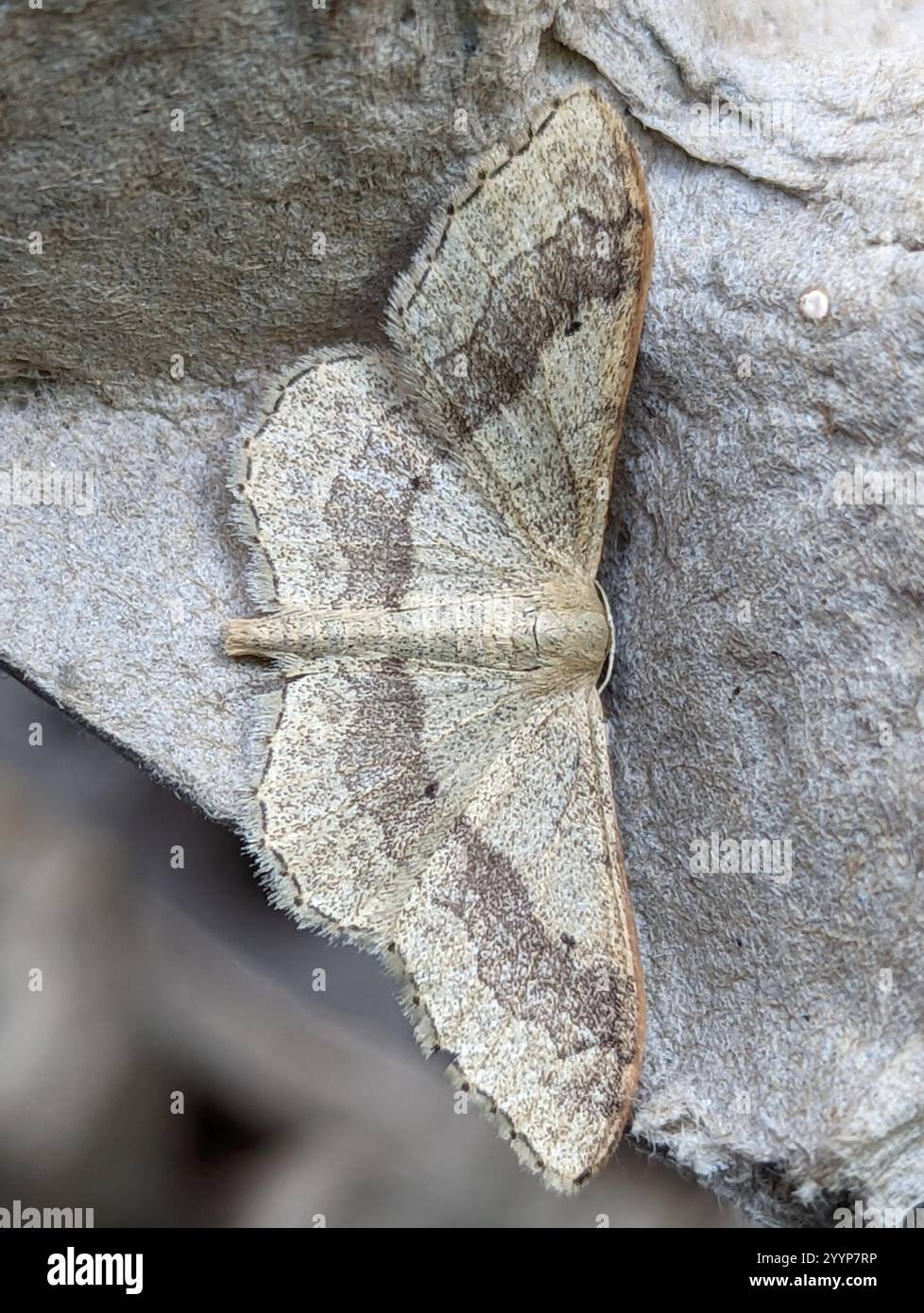 Riband Wave (Idaea aversata Stock Photo - Alamy
