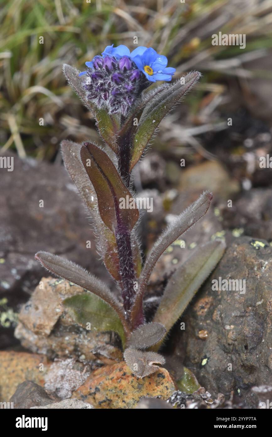 mountain forget-me-not (Myosotis asiatica Stock Photo - Alamy