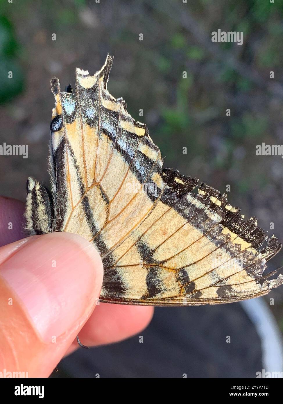 Canadian Tiger Swallowtail (Papilio canadensis Stock Photo - Alamy