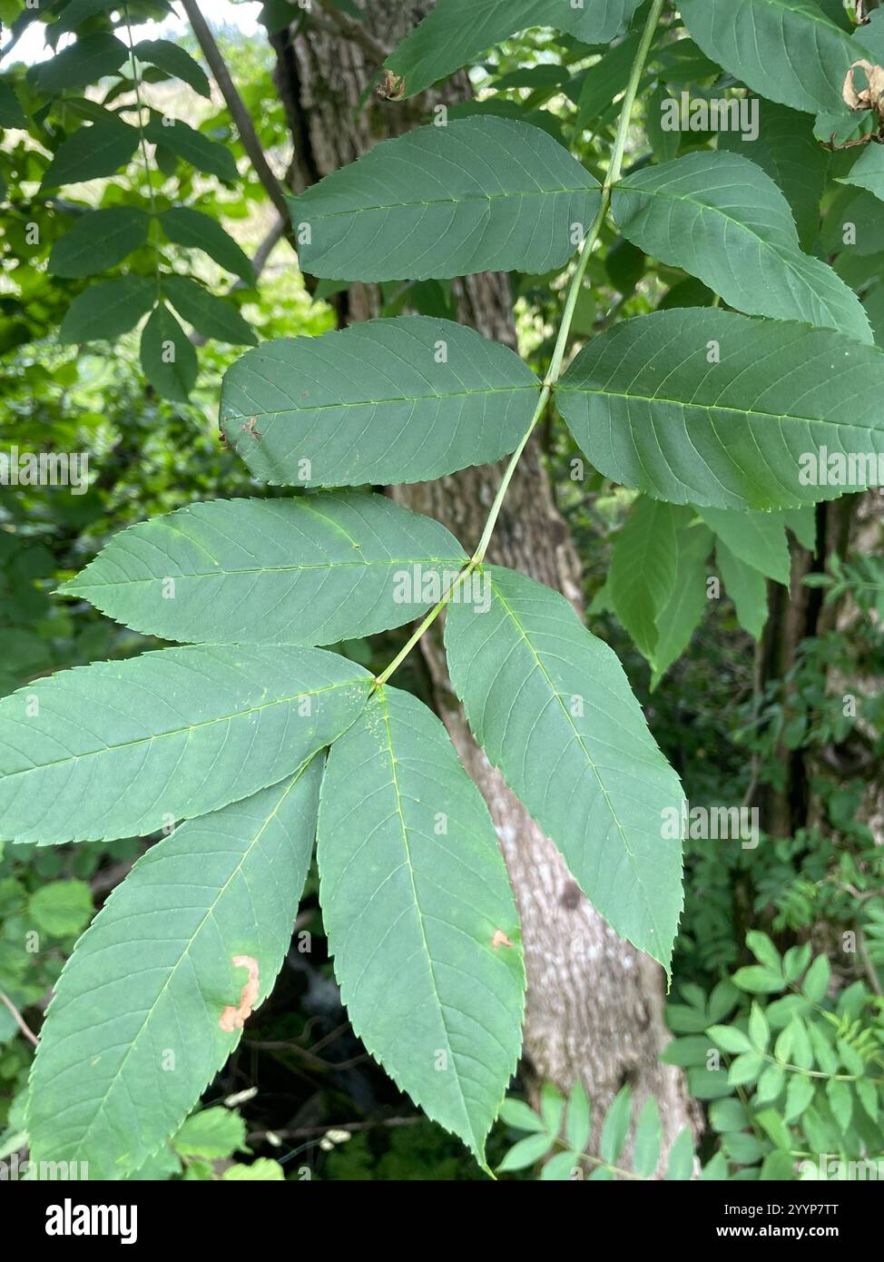 European ash (Fraxinus excelsior Stock Photo - Alamy