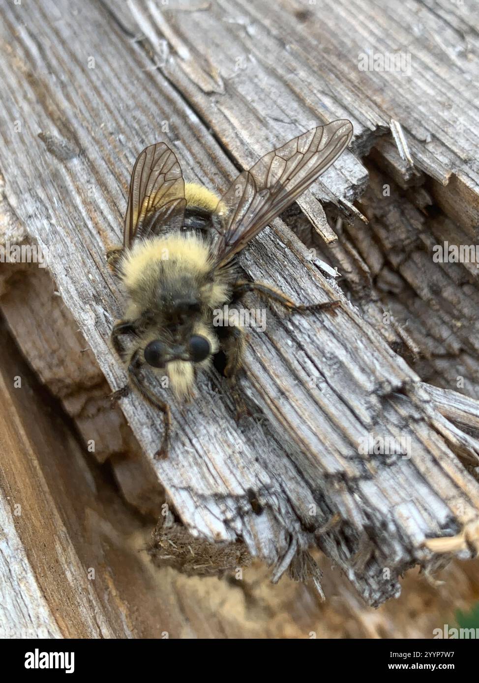 Bee-mimic Robber Flies (Laphria Stock Photo - Alamy