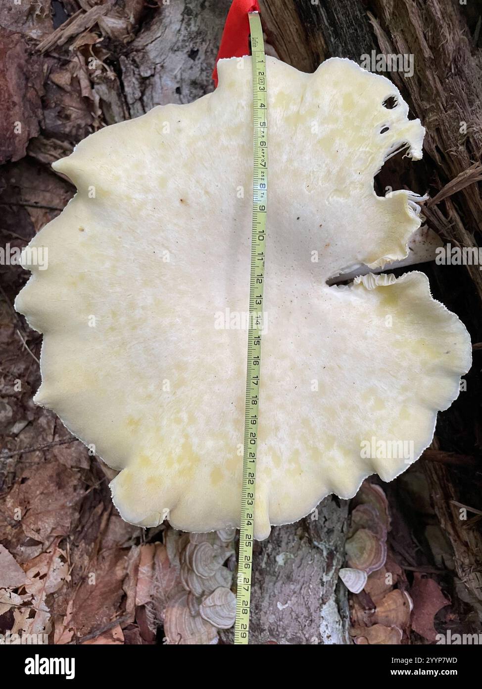 Lynx Paw Oyster (Pleurotus levis Stock Photo - Alamy