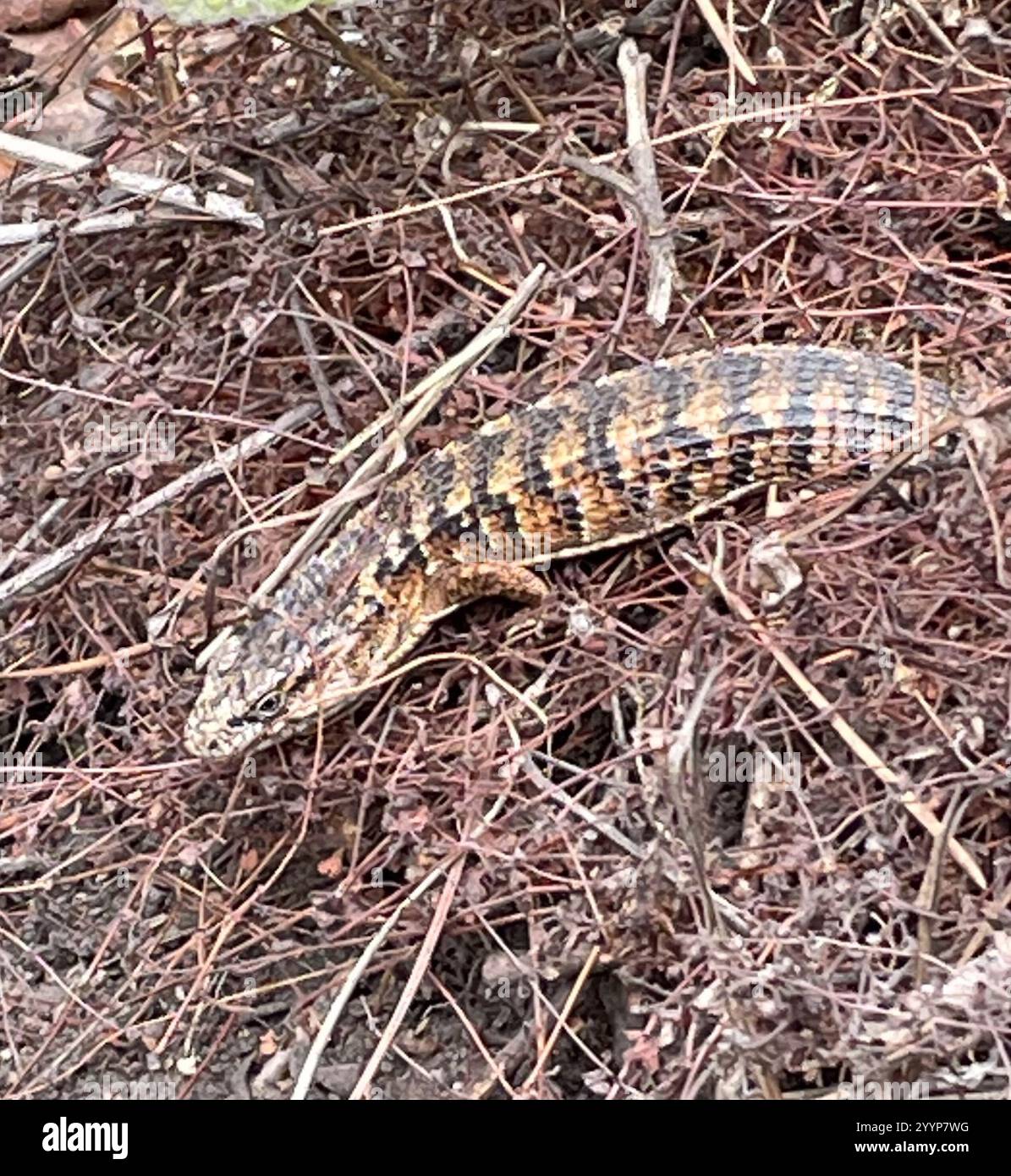 Northern Alligator Lizard (Elgaria coerulea Stock Photo - Alamy