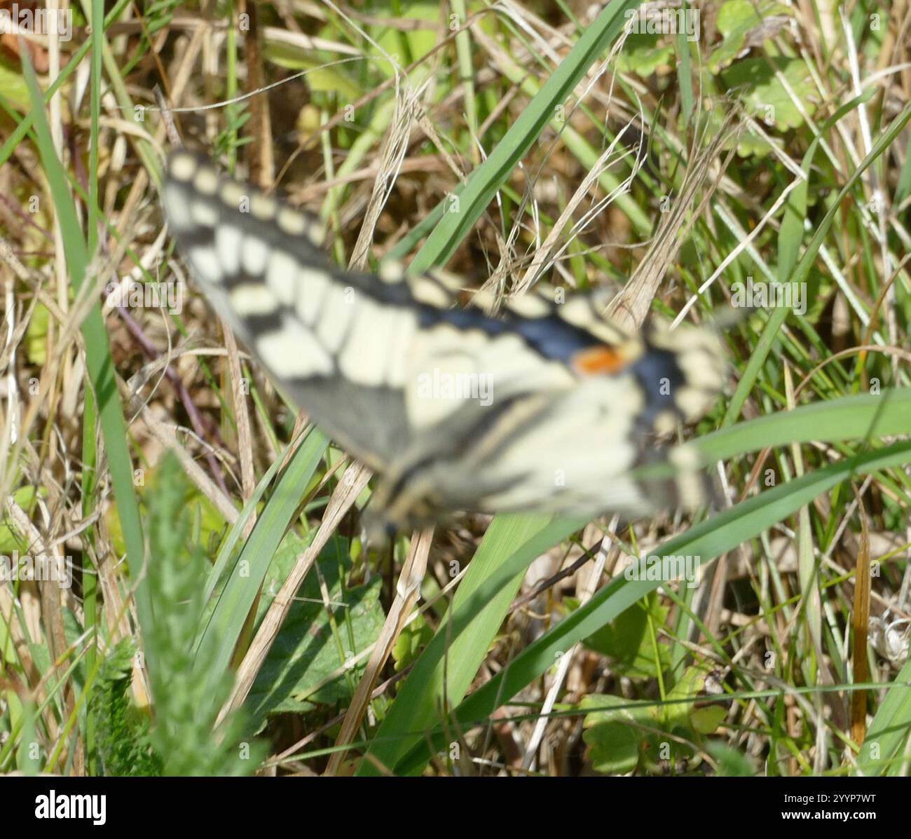 Old World Swallowtail (Papilio machaon Stock Photo - Alamy