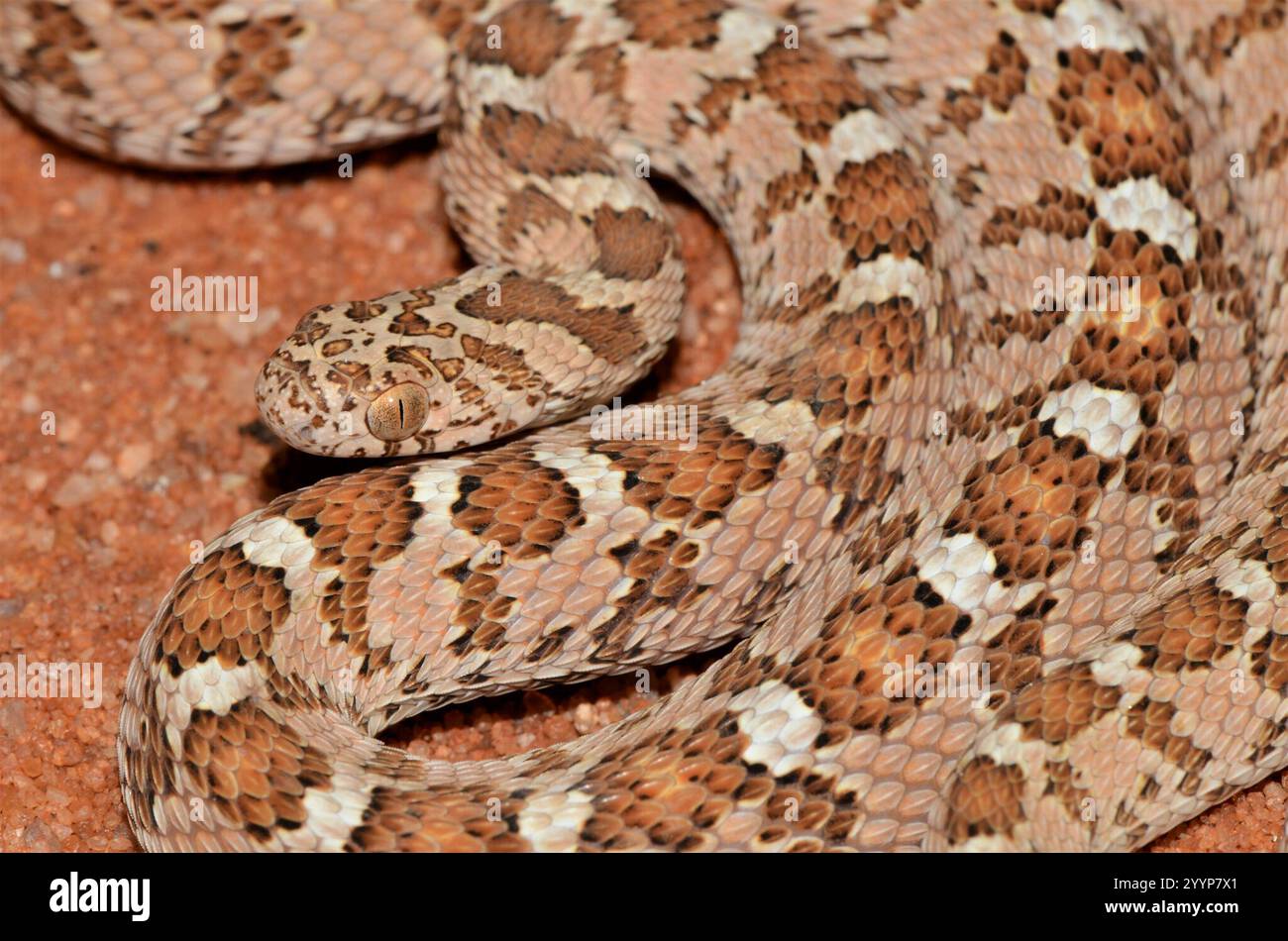 Egg-eating Snake (Dasypeltis scabra Stock Photo - Alamy