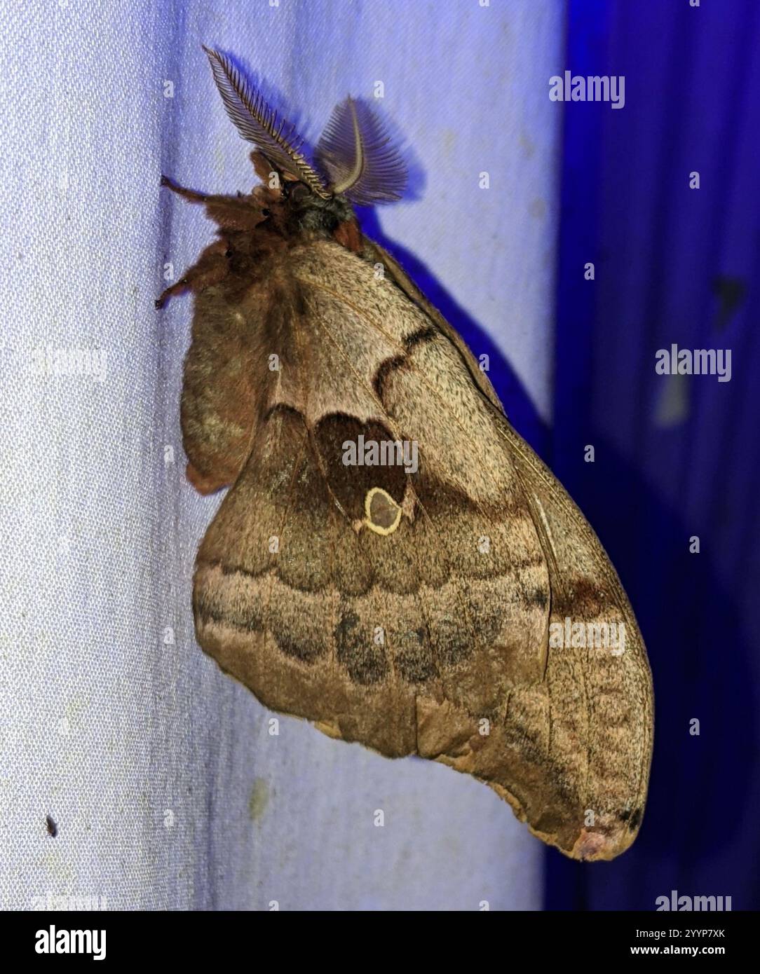 Polyphemus Moth (Antheraea polyphemus Stock Photo - Alamy