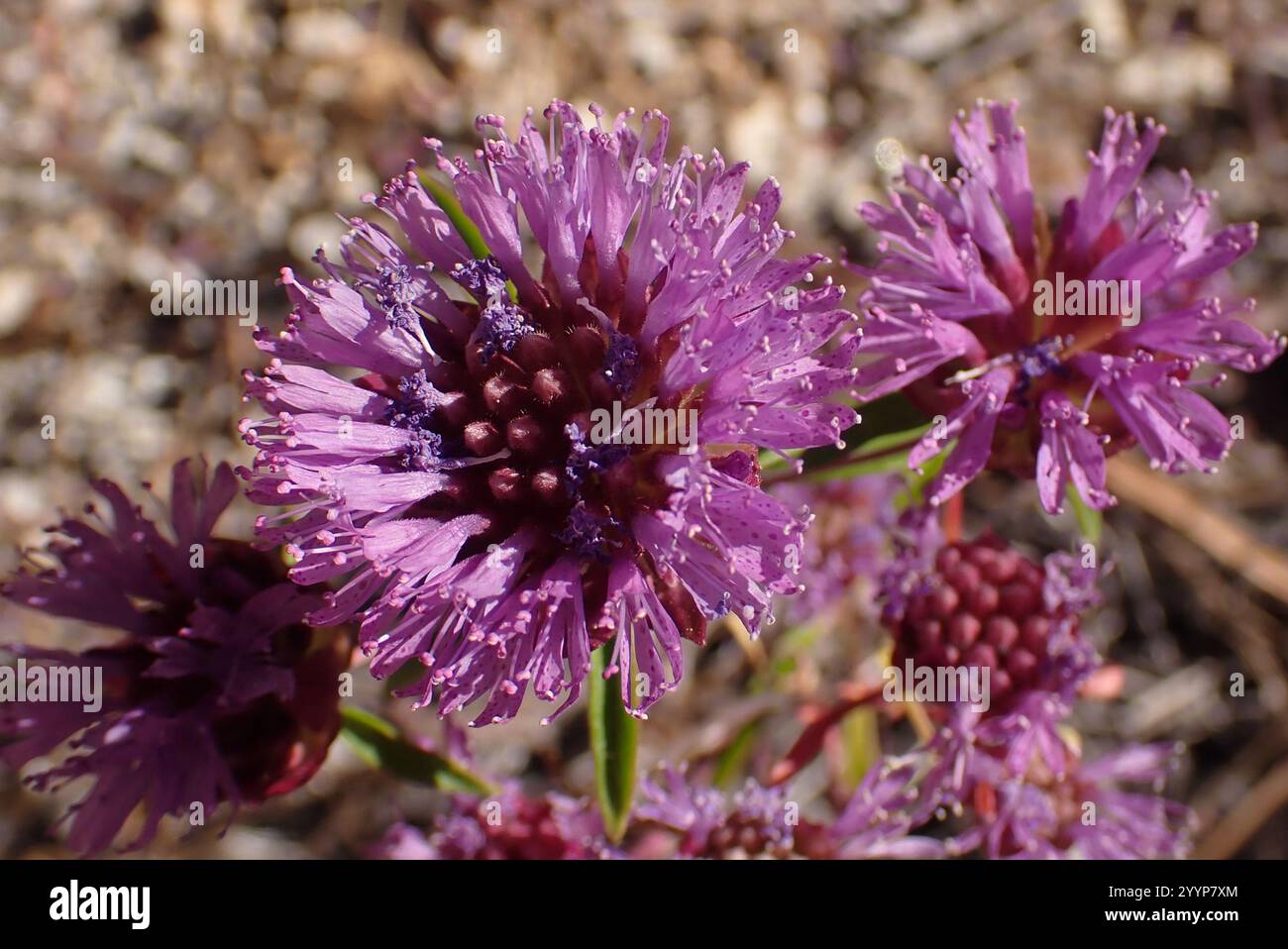 Monardella breweri hi-res stock photography and images - Alamy