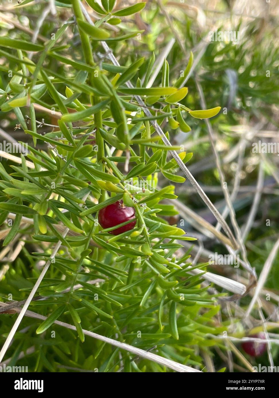 African Asparagus (Asparagus aethiopicus Stock Photo - Alamy