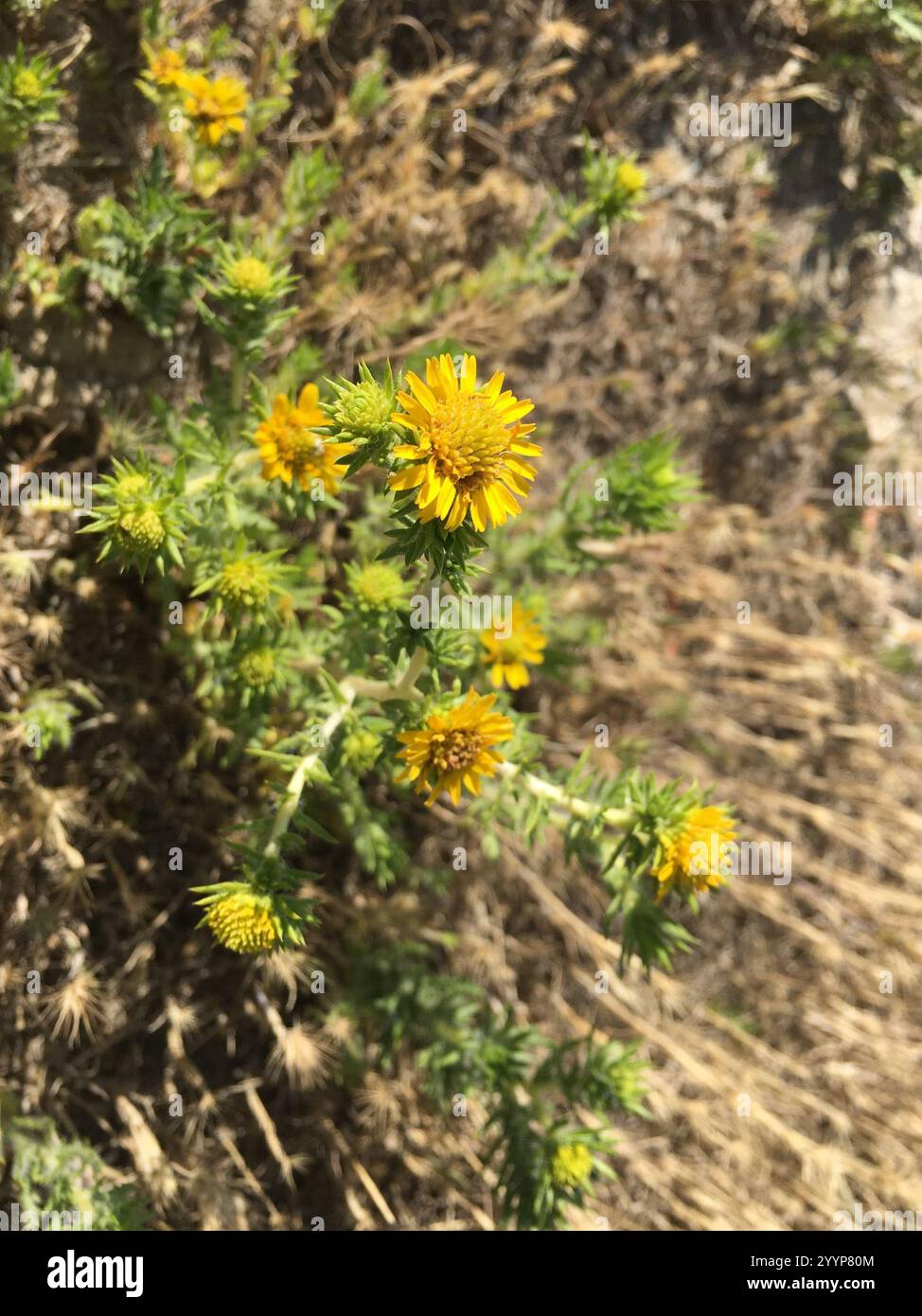Spikeweed hi-res stock photography and images - Alamy