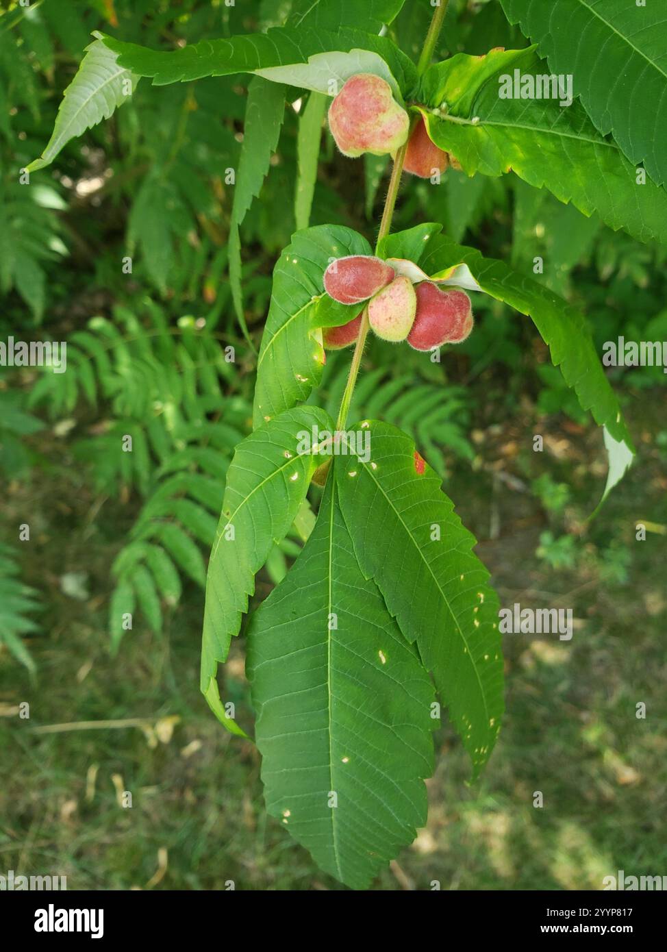 Sumac Gall Aphid (Melaphis rhois Stock Photo - Alamy
