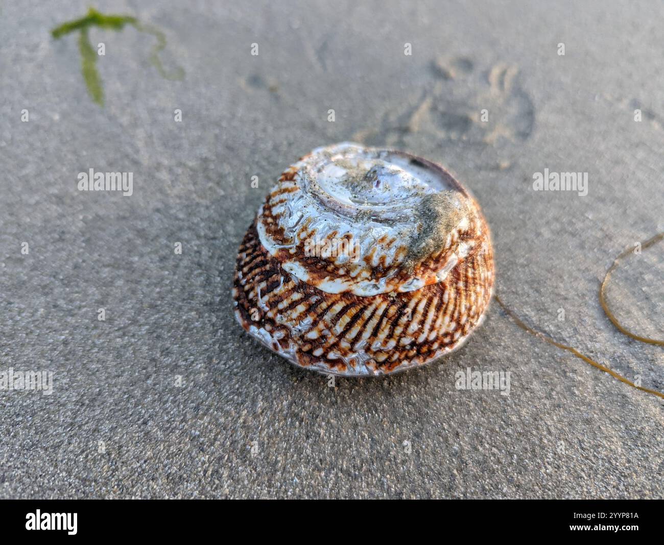 Red Turban Snail (Pomaulax gibberosus Stock Photo - Alamy