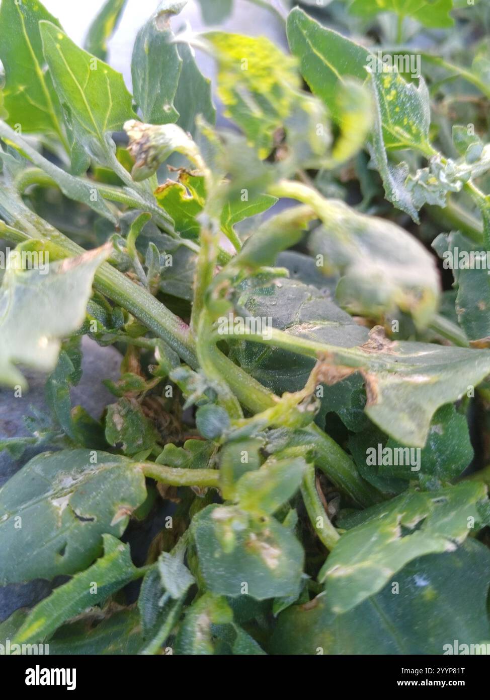 Subfamily chenopodioideae hi-res stock photography and images - Alamy
