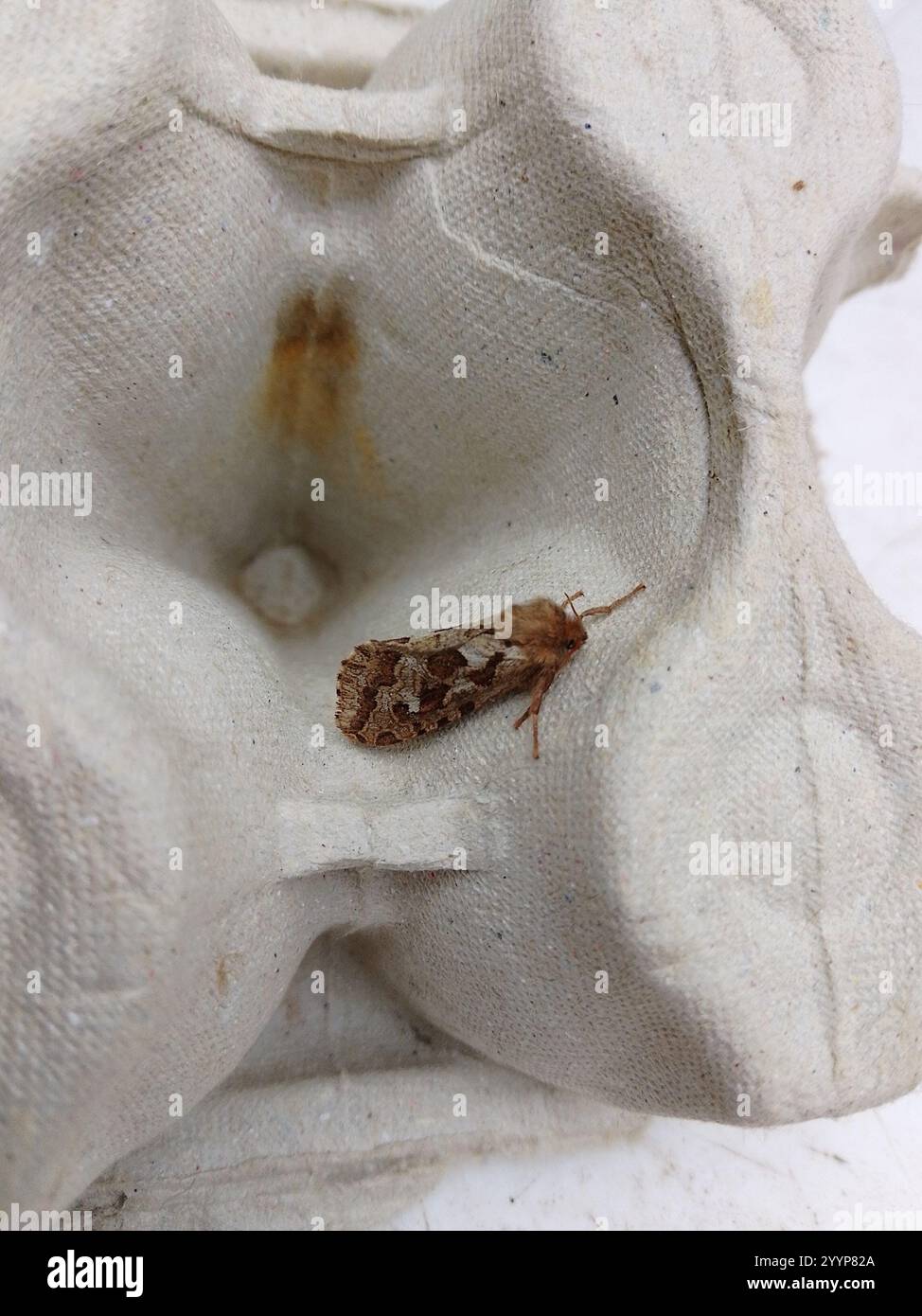 Map-winged Swift (Korscheltellus fusconebulosa Stock Photo - Alamy