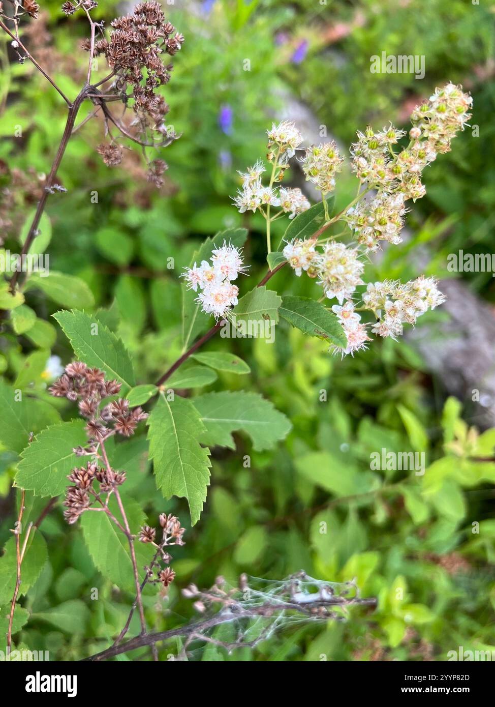 white meadowsweet (Spiraea alba Stock Photo - Alamy