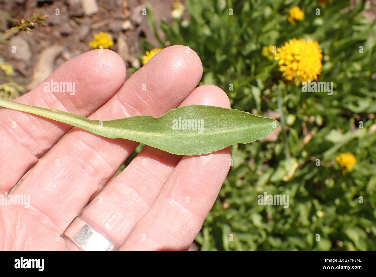 northern goldenrod (Solidago multiradiata Stock Photo - Alamy