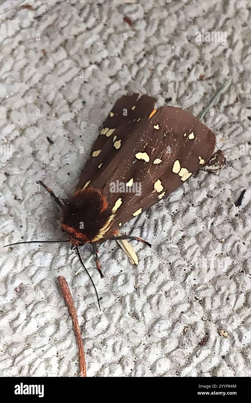 St. Lawrence Tiger Moth (Arctia parthenos Stock Photo - Alamy