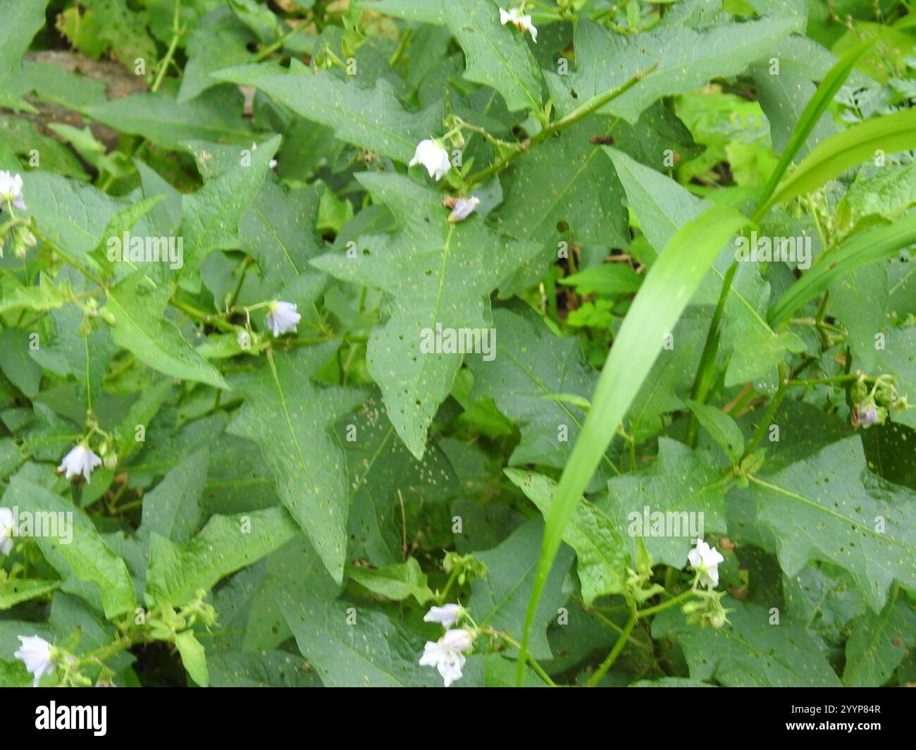 Carolina horsenettle solanum carolinense hi-res stock photography and ...