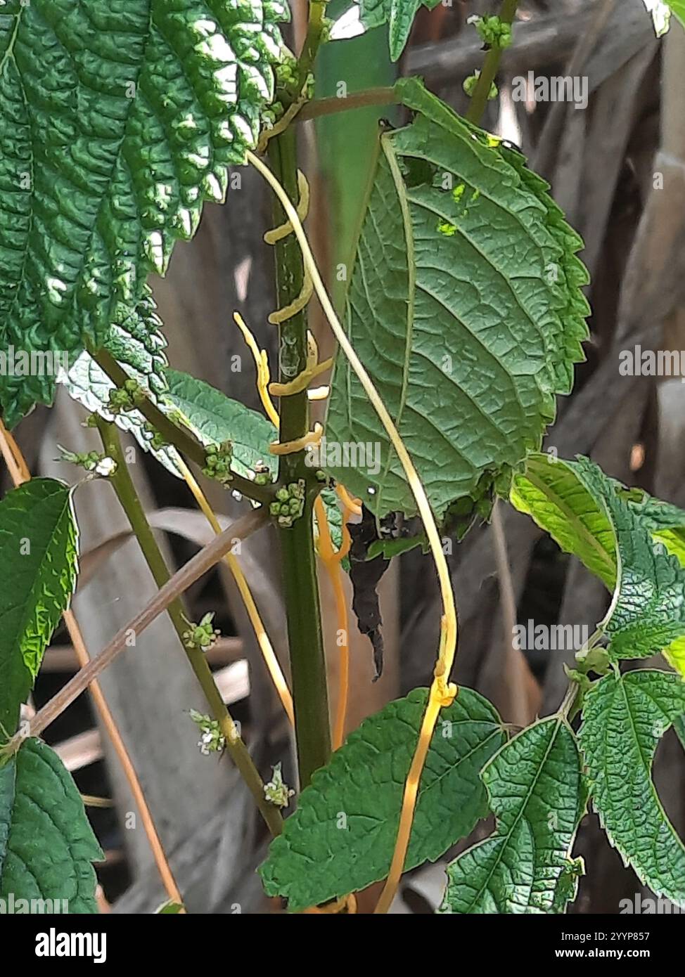 false nettle (Boehmeria cylindrica Stock Photo - Alamy