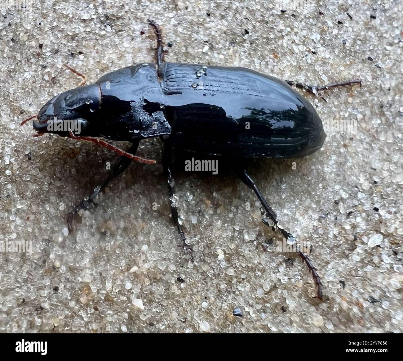 Ground Beetles (Carabidae Stock Photo - Alamy
