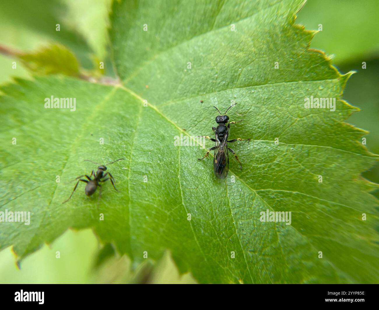 Square-headed Wasps, Sand Wasps, and Allies (Crabronidae Stock Photo ...
