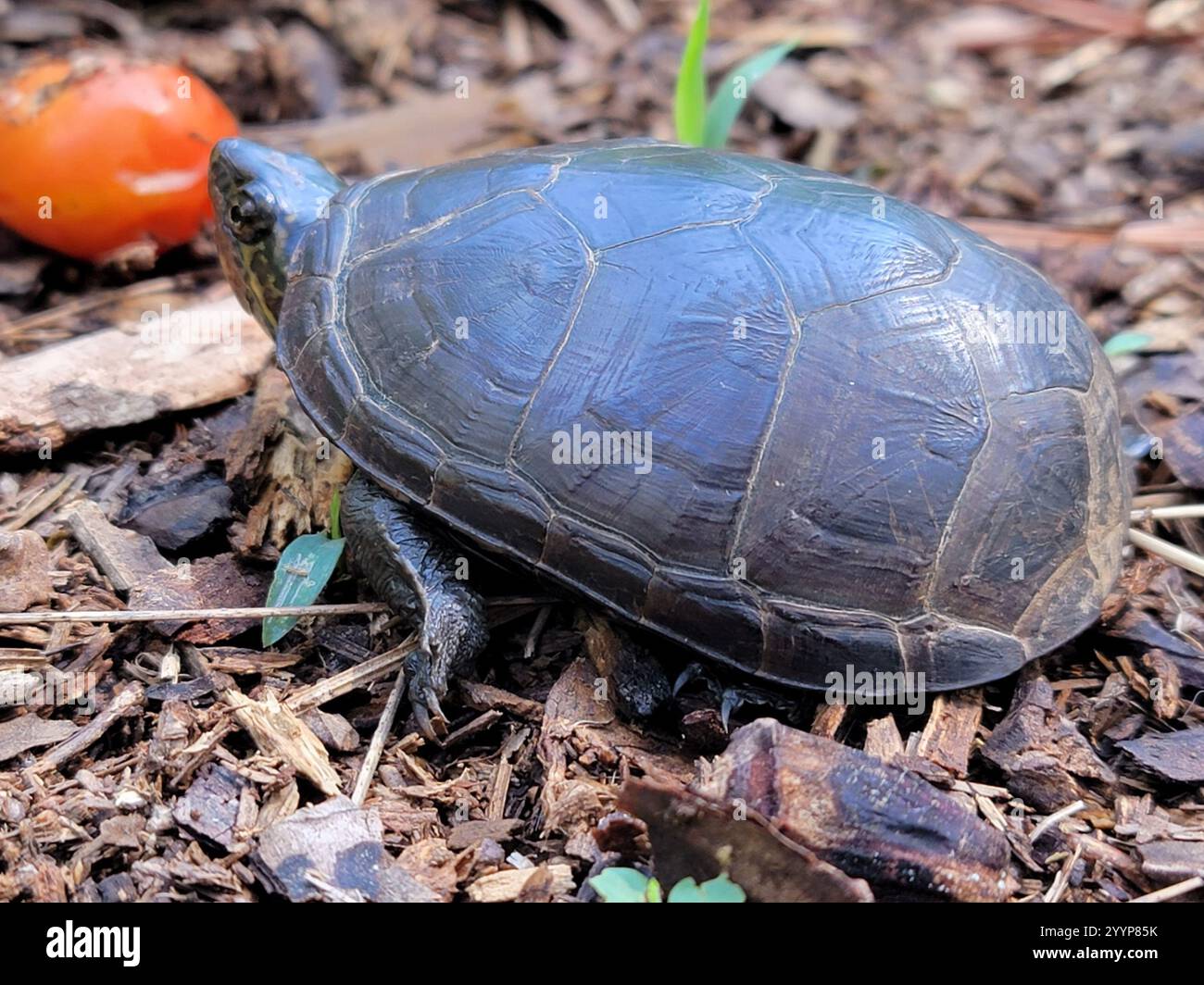 Southeastern Mud Turtle (Kinosternon subrubrum subrubrum Stock Photo - Alamy