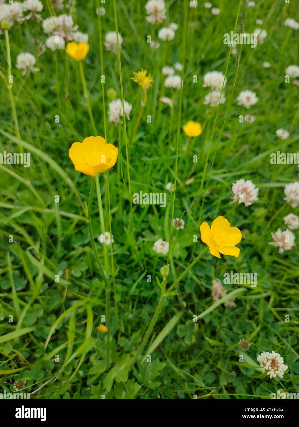 Creeping buttercup (Ranunculus repens Stock Photo - Alamy