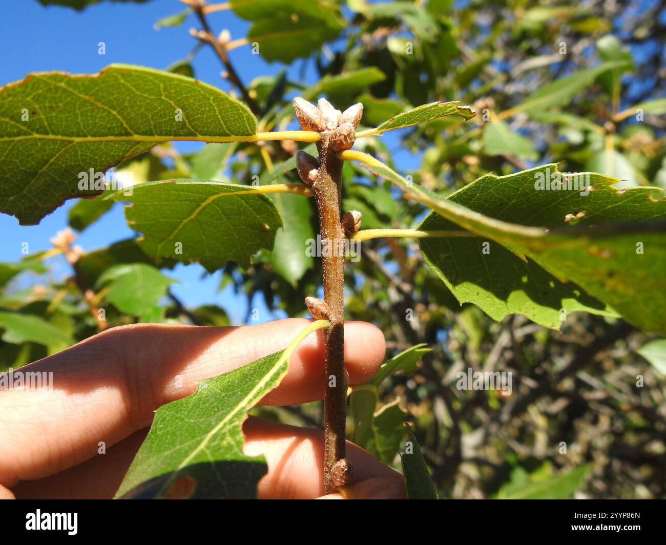 Oracle Oak (Quercus × morehus Stock Photo - Alamy