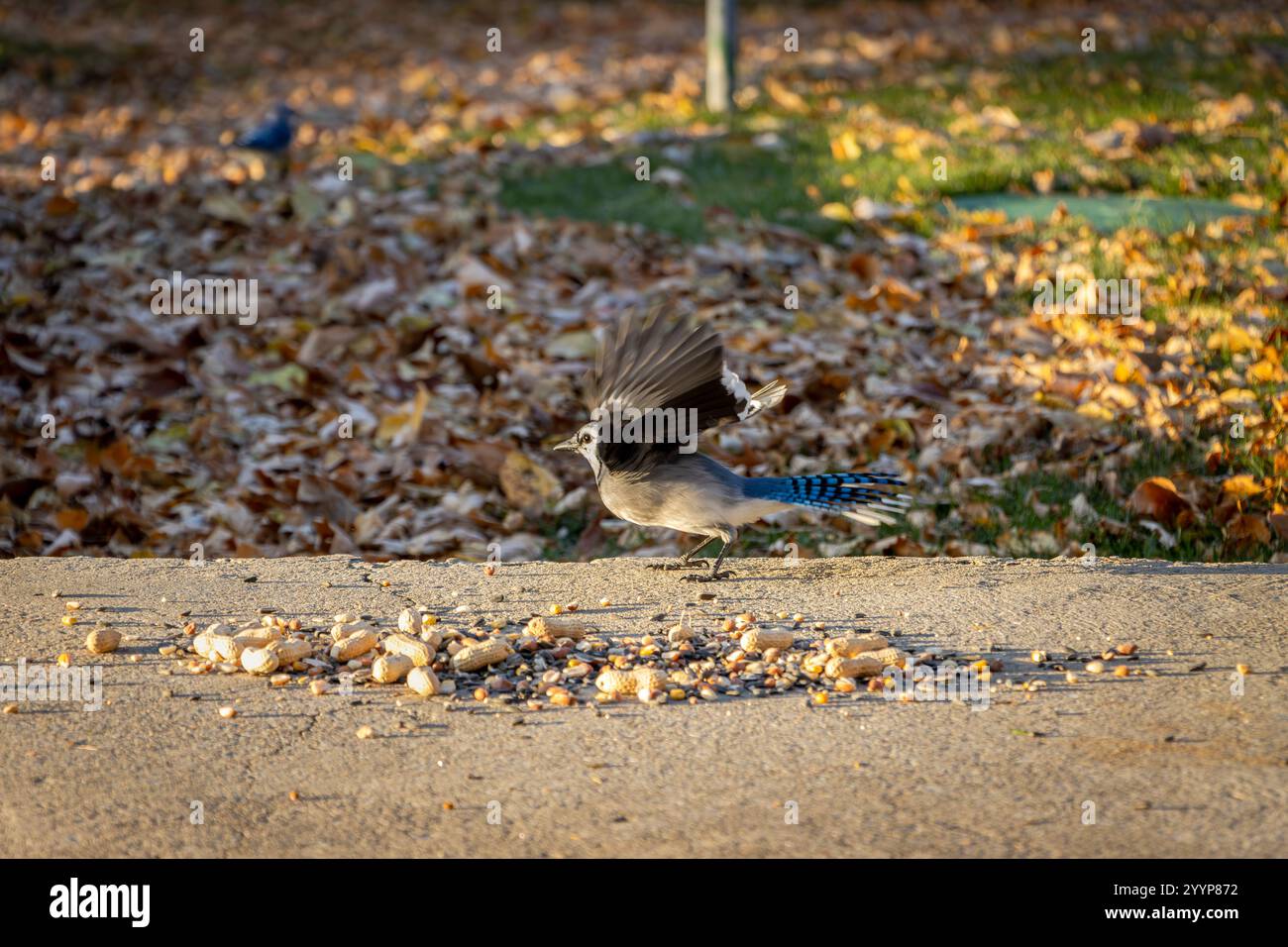 Blue Jay spreading wings in front of bird seeds in the backyard Stock ...