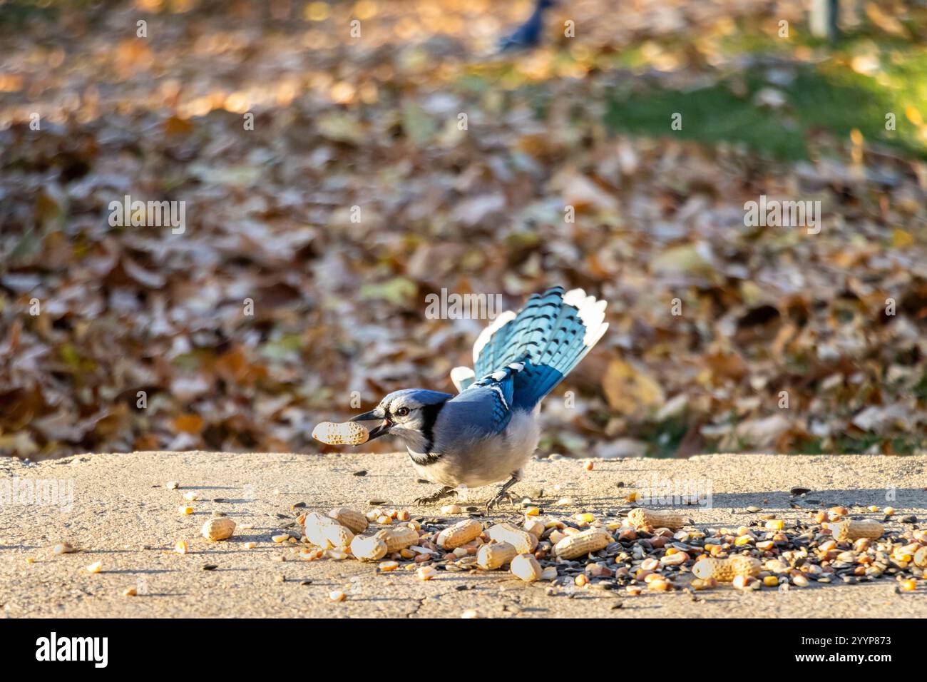 Blue Jay speading tail with a peanut in his beak. Feeding birds in the ...