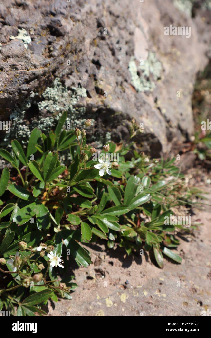 three-toothed cinquefoil (Sibbaldiopsis tridentata Stock Photo - Alamy