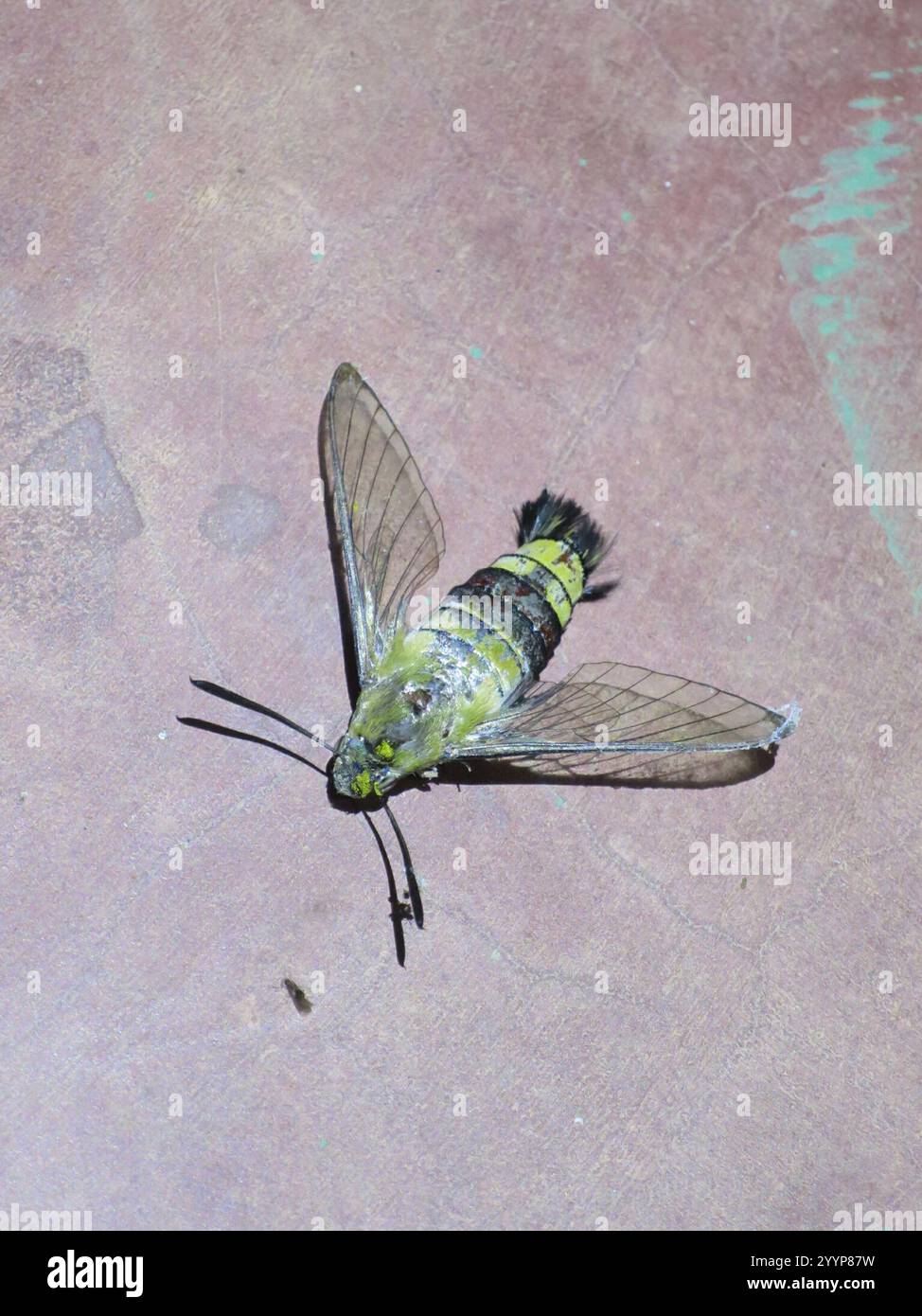 Oriental Beehawk (Cephonodes hylas virescens Stock Photo - Alamy