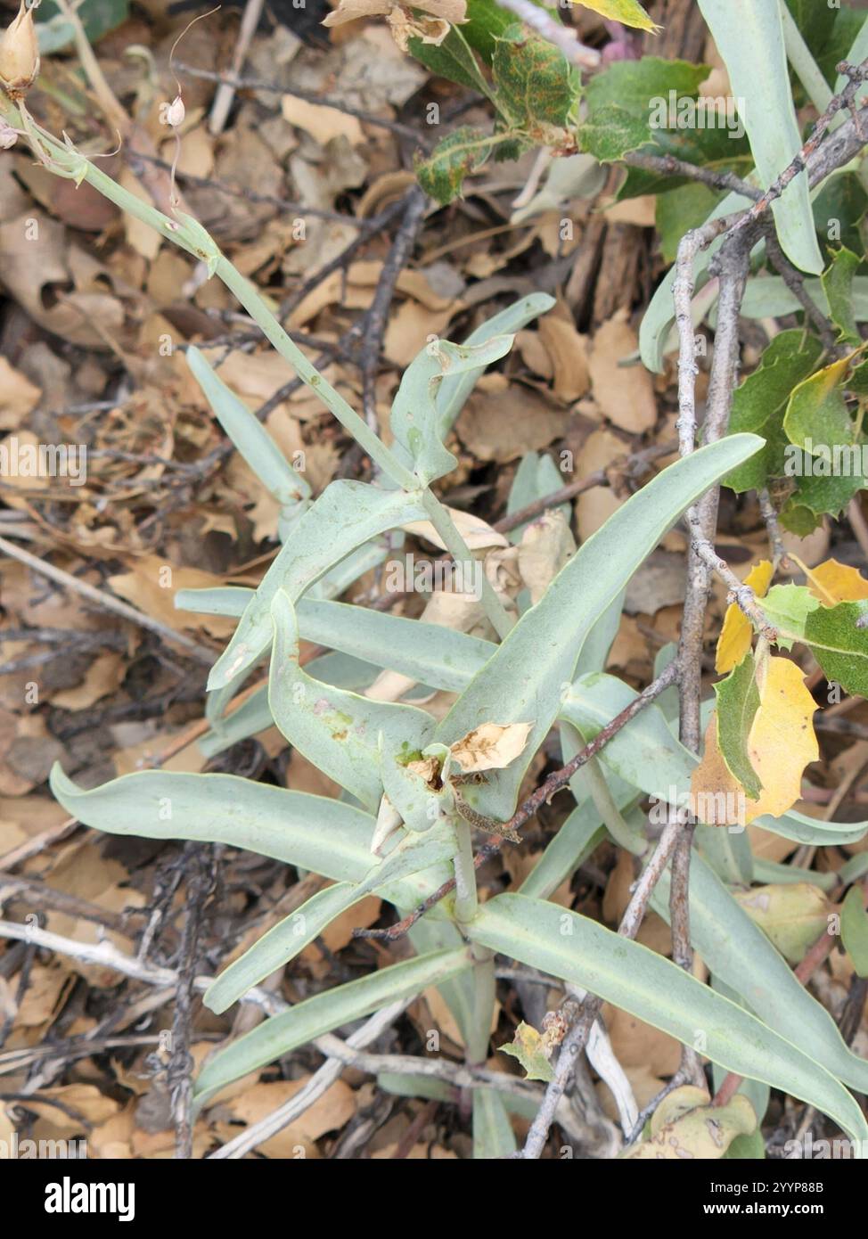 scarlet bugler (Penstemon centranthifolius Stock Photo - Alamy