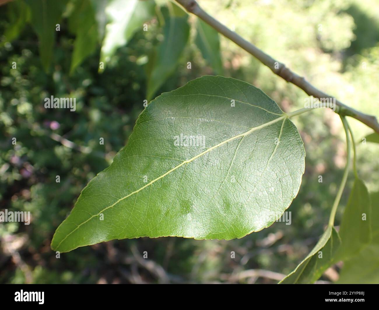 black cottonwood (Populus trichocarpa Stock Photo - Alamy