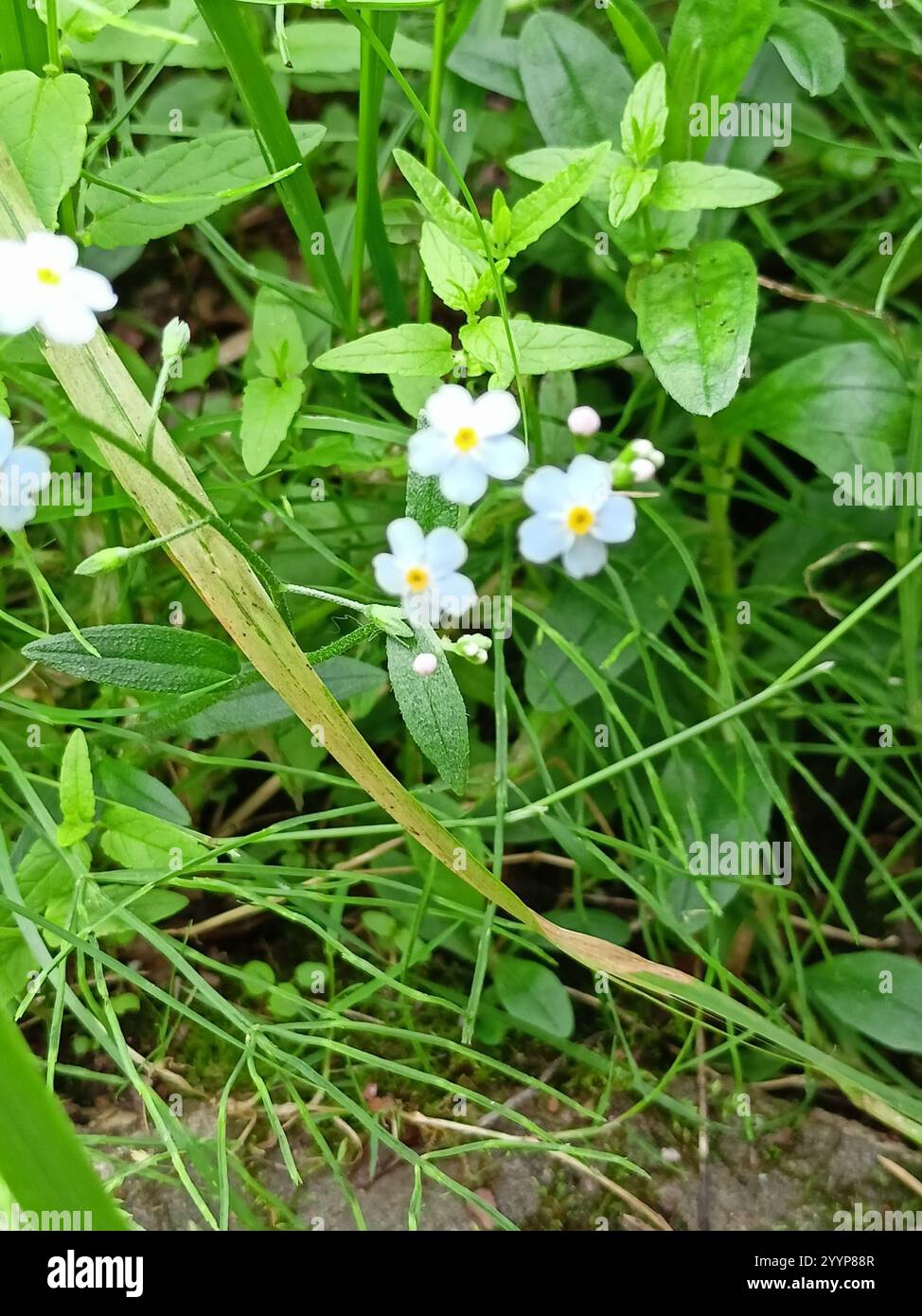 water forget-me-not (Myosotis scorpioides Stock Photo - Alamy