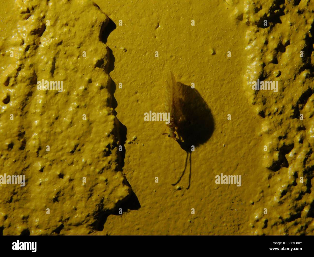 Posterior Brown Lacewing (Micromus posticus Stock Photo - Alamy