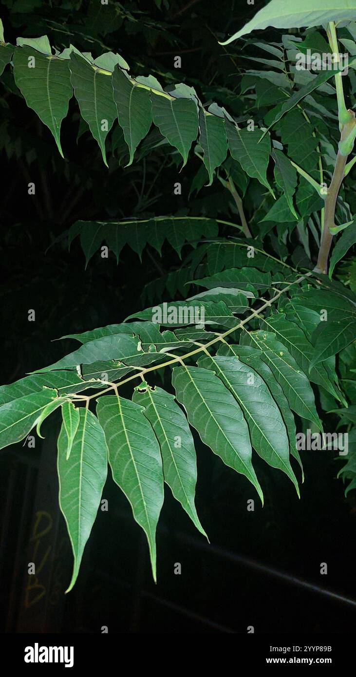 tree-of-heaven (Ailanthus altissima Stock Photo - Alamy