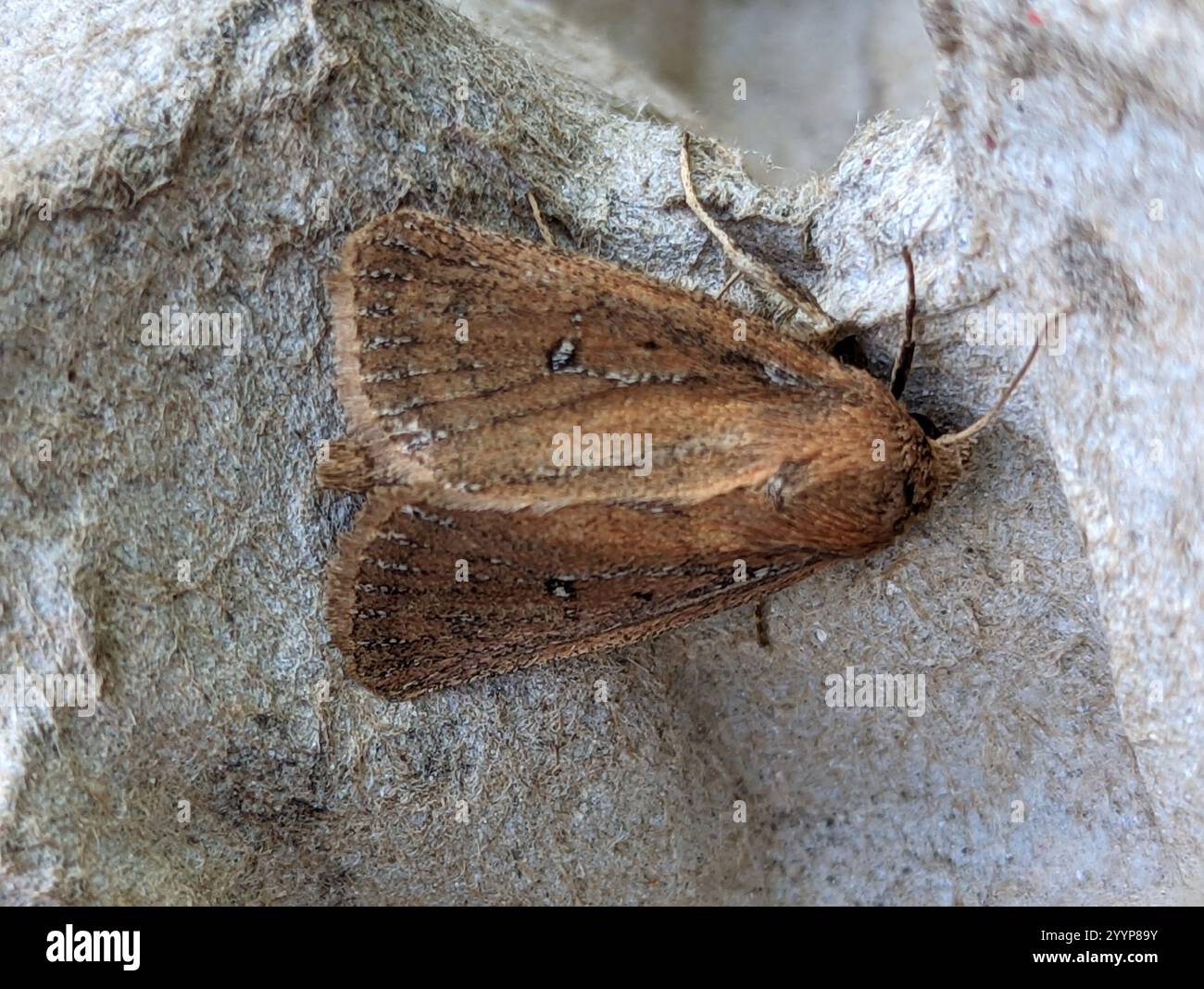 Twin-spotted Wainscot (Lenisa geminipuncta Stock Photo - Alamy