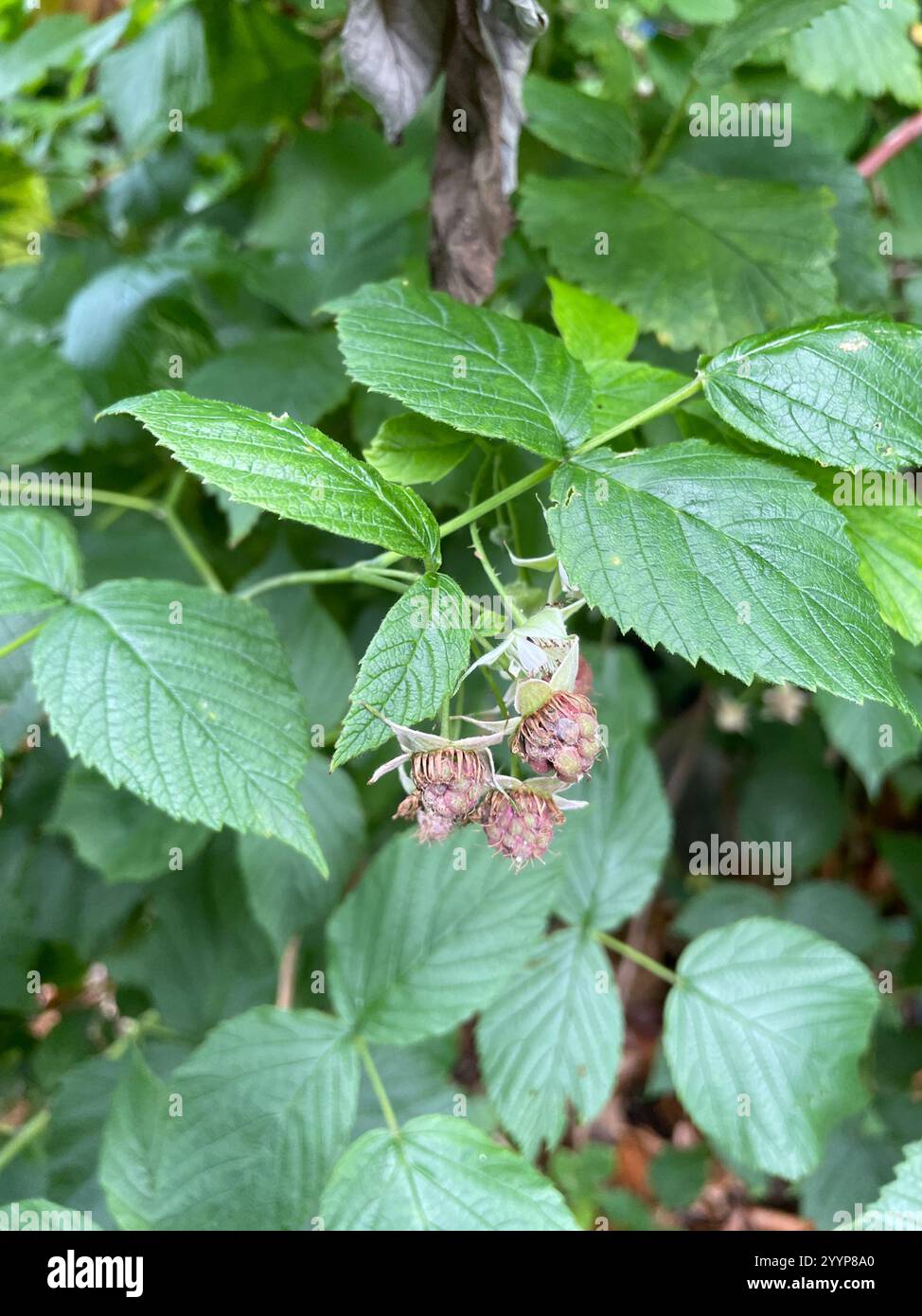 red raspberry (Rubus idaeus Stock Photo - Alamy