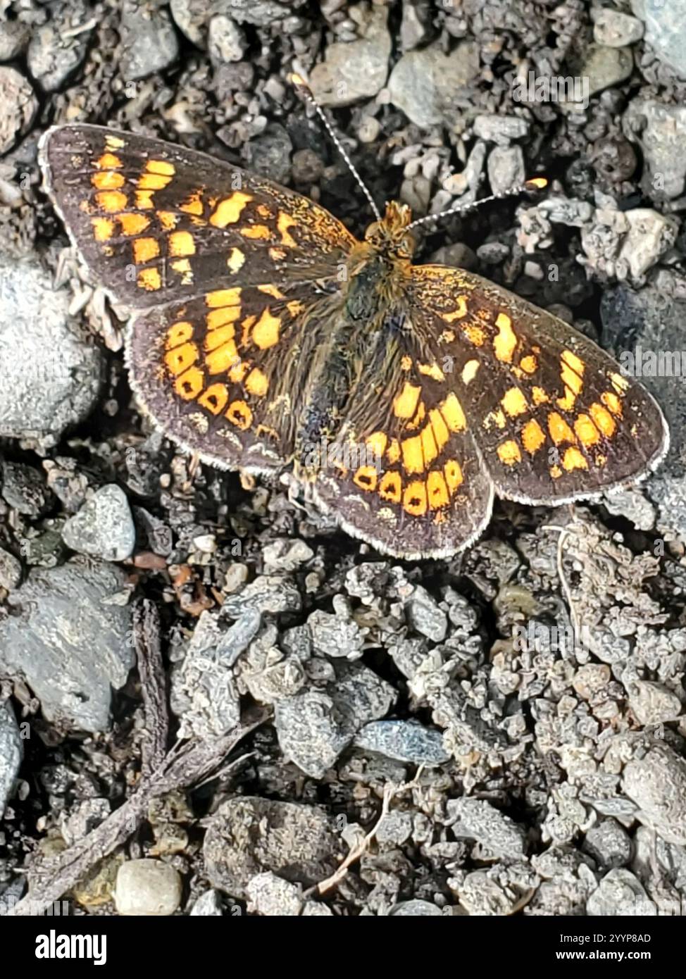 Field Crescent (Phyciodes pulchella Stock Photo - Alamy