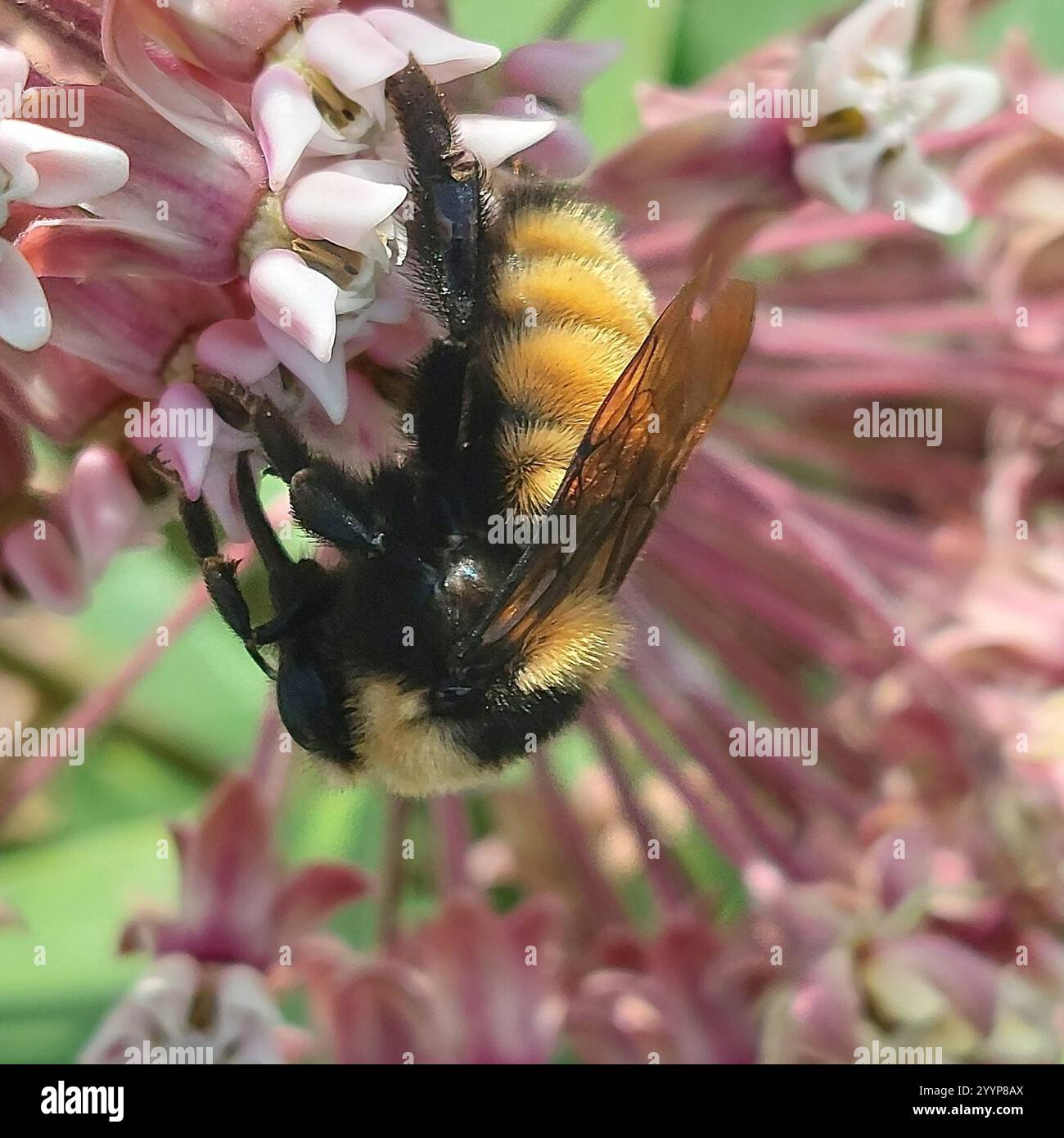 Northern Amber Bumble Bee (Bombus borealis Stock Photo - Alamy