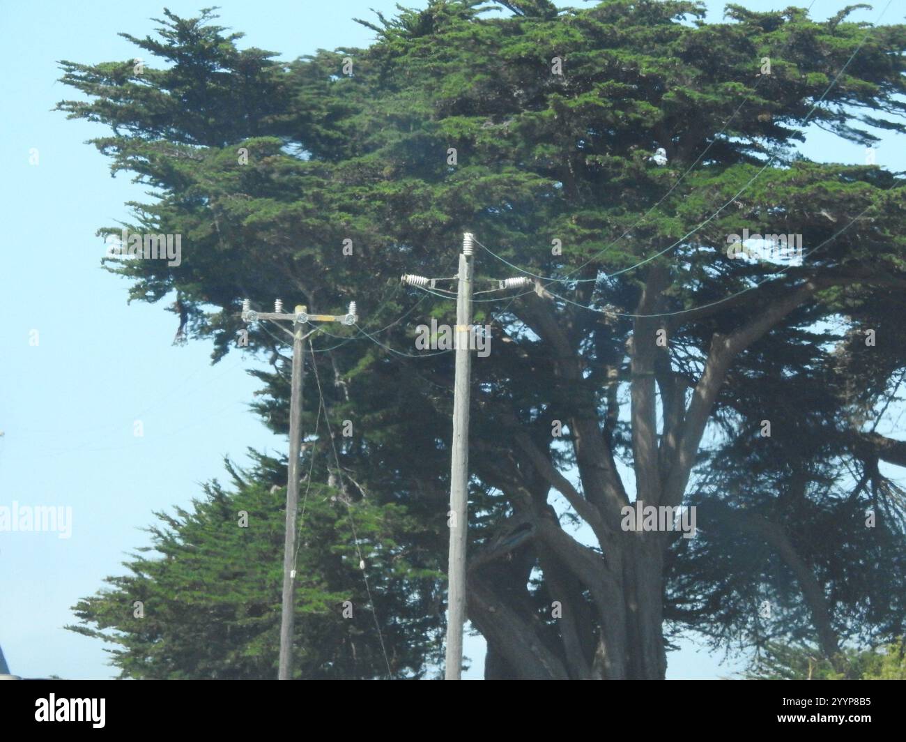 Monterey Cypress (Hesperocyparis macrocarpa Stock Photo - Alamy