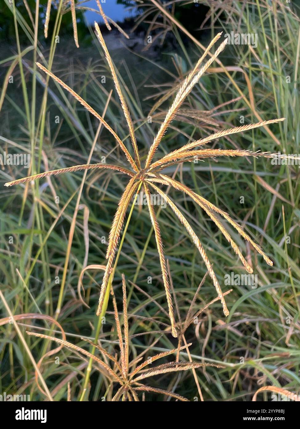 Rhodes Grass (Chloris gayana Stock Photo - Alamy