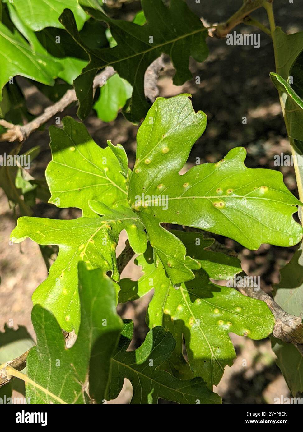 Oak flake gall hi-res stock photography and images - Alamy
