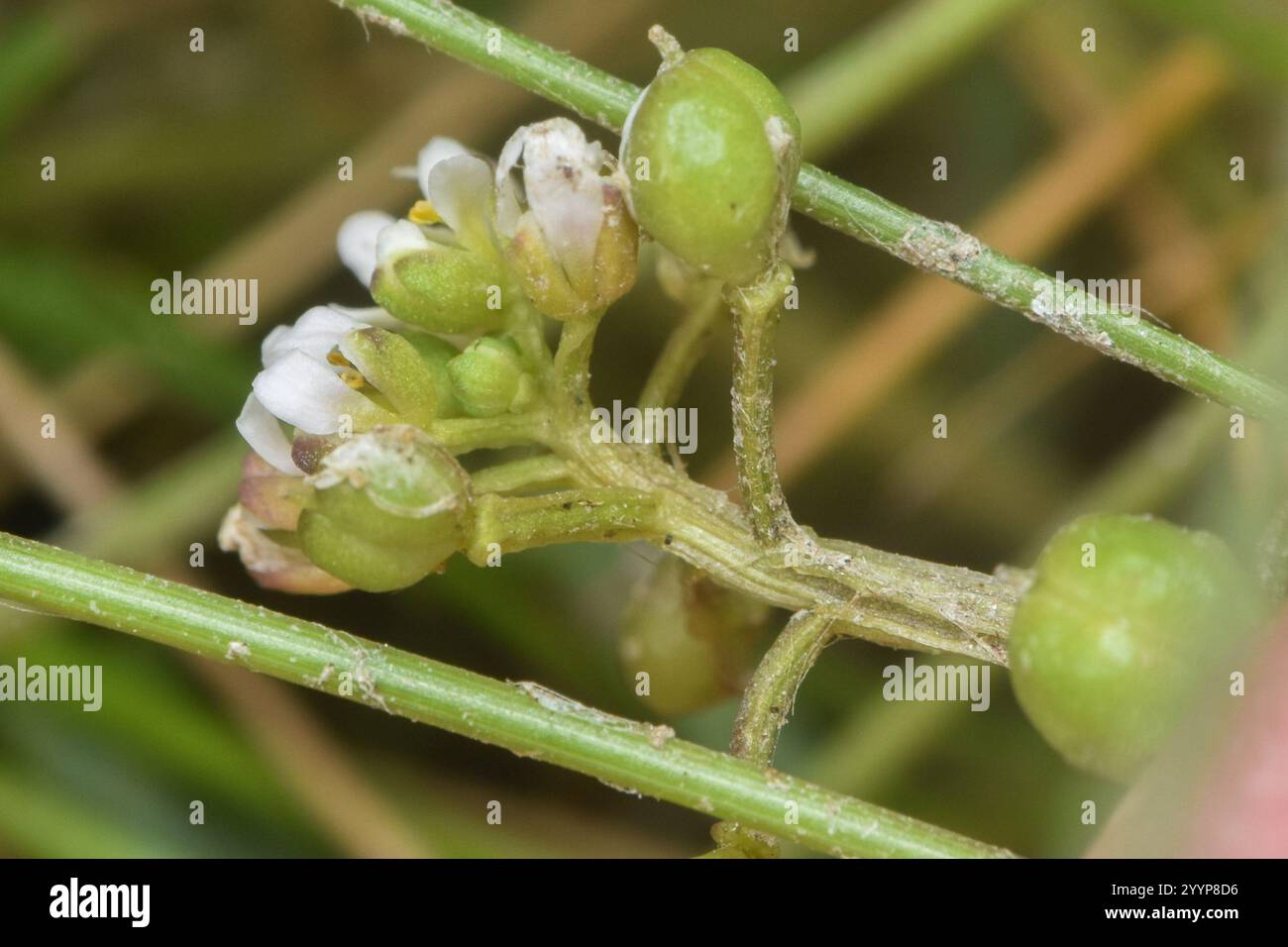 greenland cochlearia (Cochlearia groenlandica Stock Photo - Alamy
