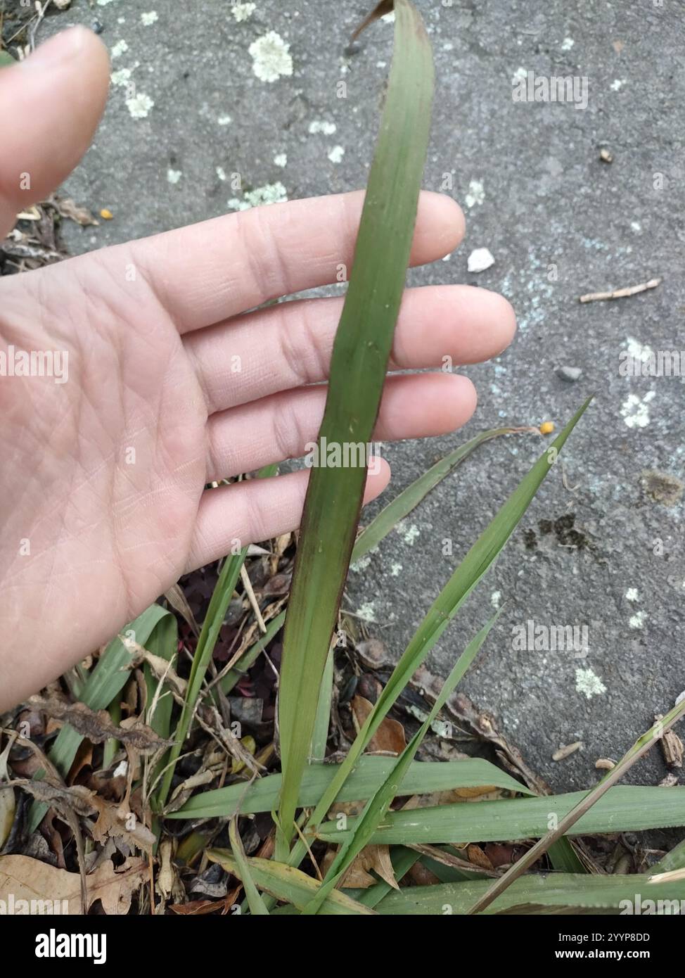 Dallis grass (Paspalum dilatatum Stock Photo - Alamy
