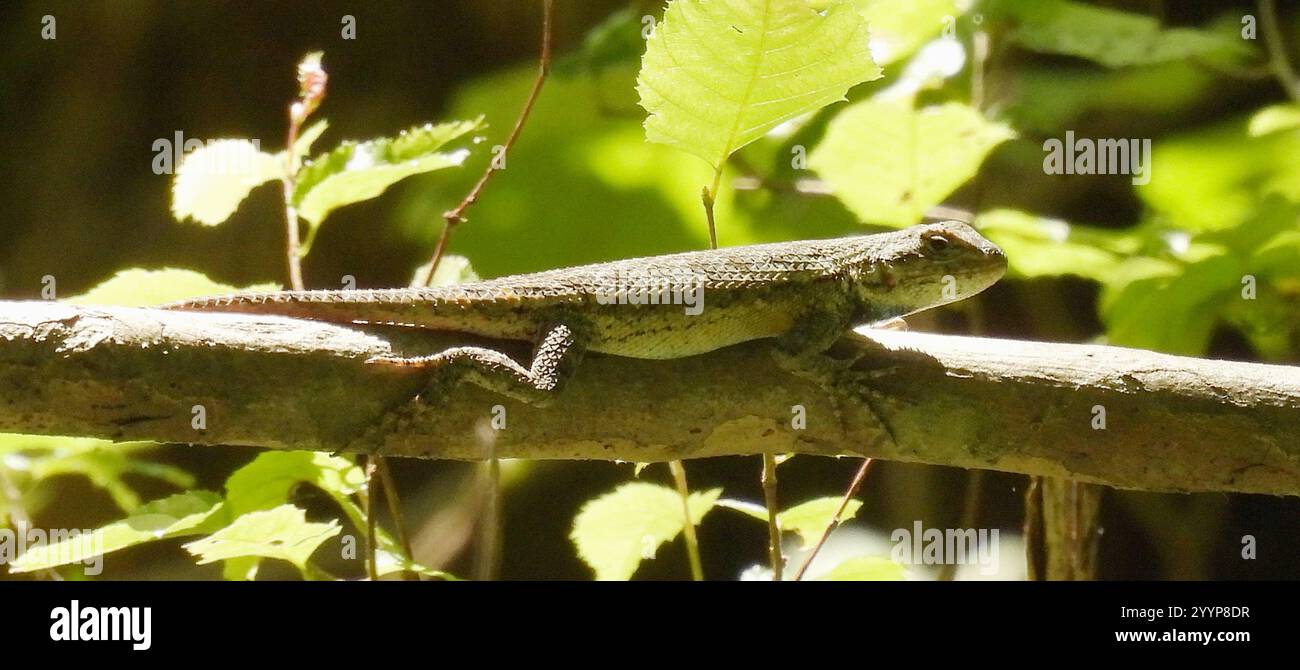 Eastern Fence Lizard (Sceloporus undulatus Stock Photo - Alamy